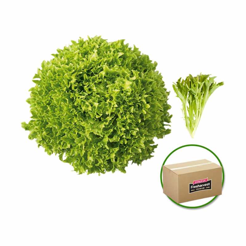 Jual [10 Pack] Sayur Selada Crispy Green Lettuce Fresharvest Halal Di ...