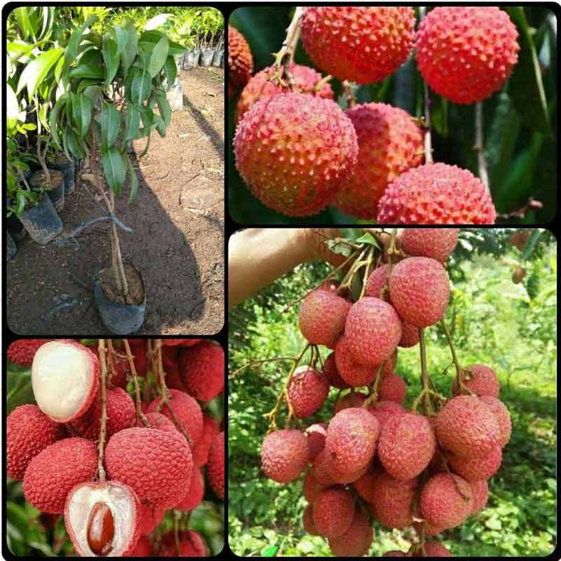 Bibit Pohon Leci