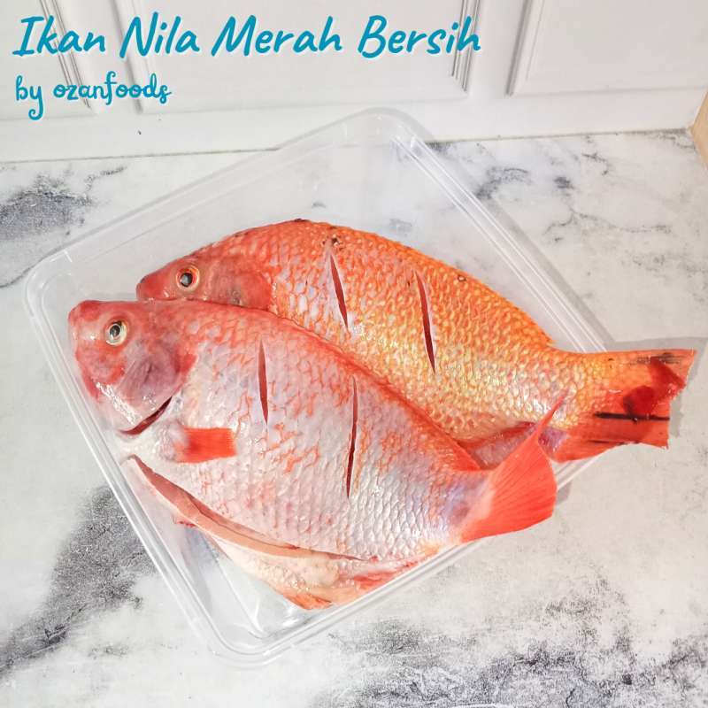 Ikan Nila Merah