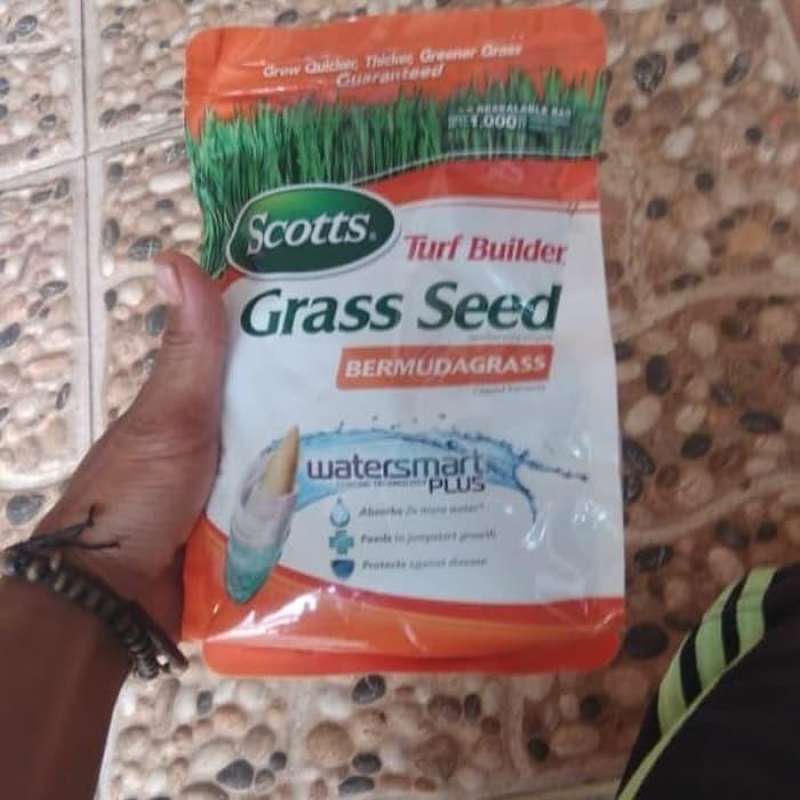 Jual benih biji rumput permuda grass 500 gram - biji rumput permuda ...