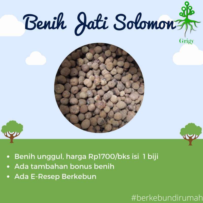 Jual Biji Jati Solomon Original Murah - Harga Diskon Mei 2024 | Blibli.com