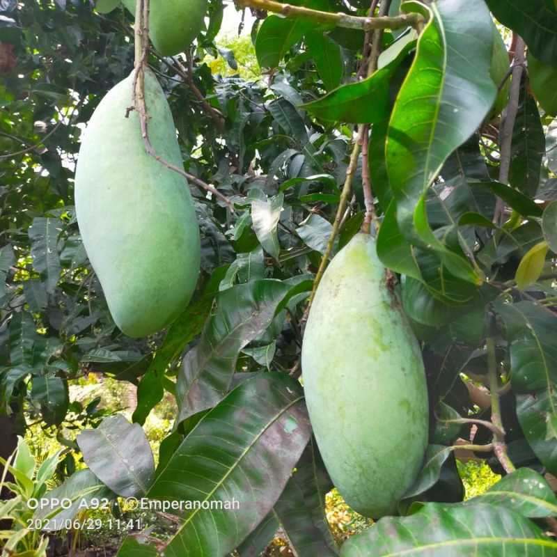 Jual Buah Mangga Mahathir 💯 Harga Murah & Kualitas Terbaik Mei 2026