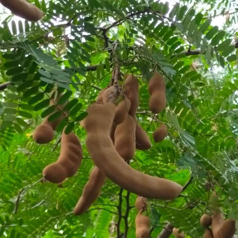 Pohon Asam Jawa Tamarindus Indica