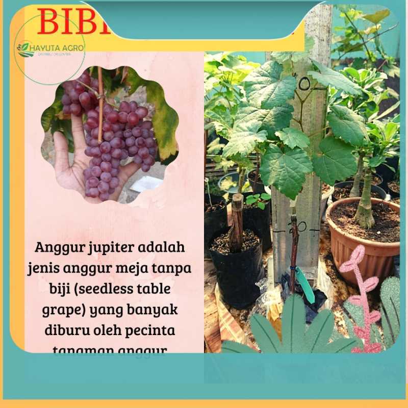 Promo bibit anggur import jupiter, pohon anggur okulasi jupiter, Anggur ...