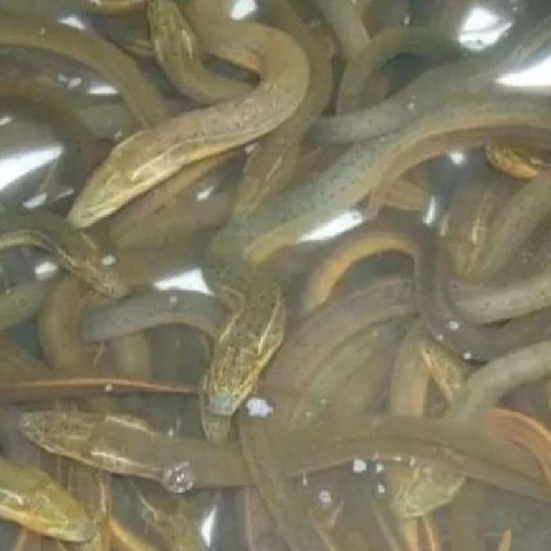 Jual Belut Hidup Live / Belut Sawah Segar Fresh 1Kg BERGARANSI ...