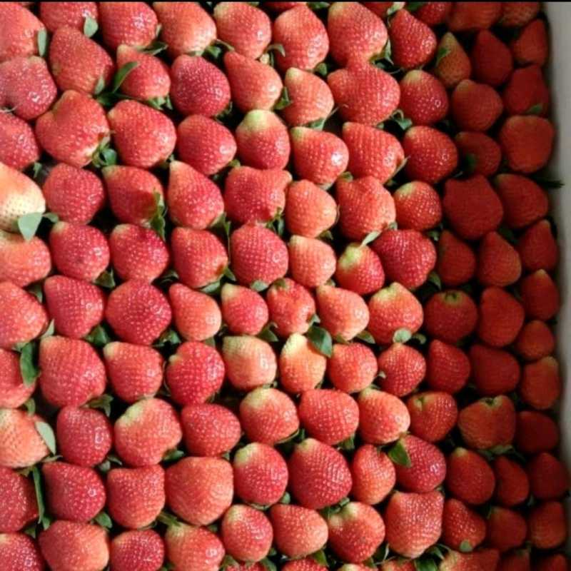 Jual Buah Strawberry Fresh Stroberi Segar 1kg Halal di Seller Clarif ...