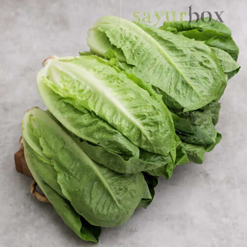 Jual Selada Romaine Konvensional 500 gram Sayurbox - JKT Halal di ...
