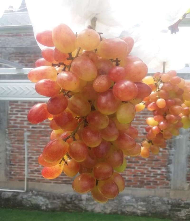 Promo Tanaman Anggur jenis Transfigurasi murah Diskon 42% di Seller ...