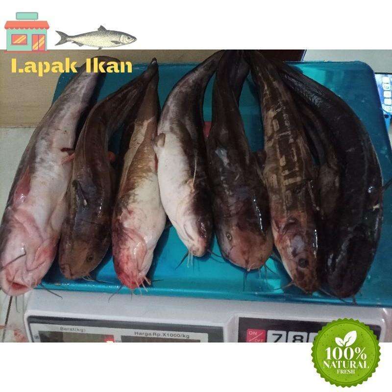 Jual Ikan Sembilang Karang Segar 1kg Ikan Harian Dan BERGARANSI di ...