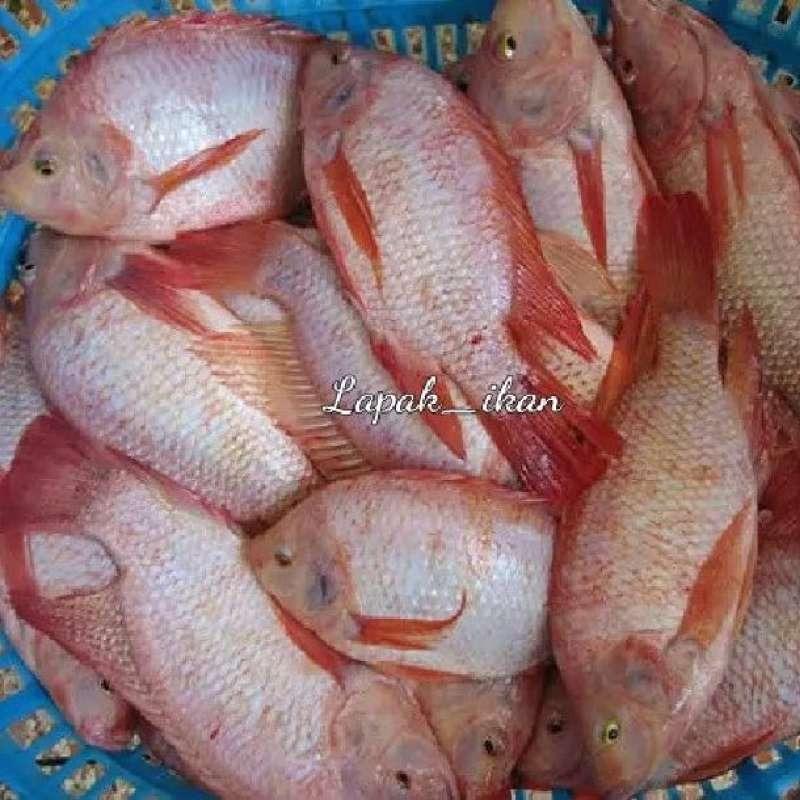 Jual Ikan Nila Merah Segar 1Kg Ikan Harian Segar Fresh Dan BERGARANSI ...