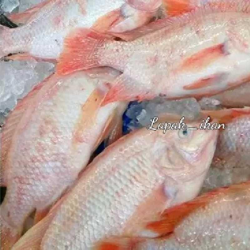 Jual Ikan Nila Merah Segar 1Kg Ikan Harian Segar Fresh Dan BERGARANSI ...