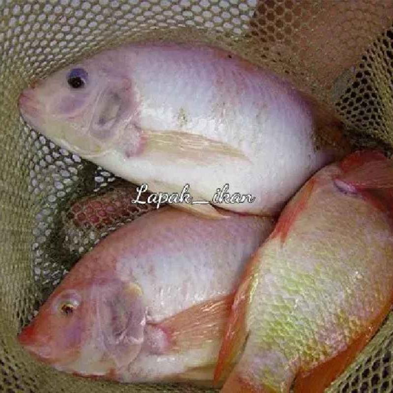 Jual Ikan Nila Merah Segar 1Kg Ikan Harian Segar Fresh Dan BERGARANSI ...