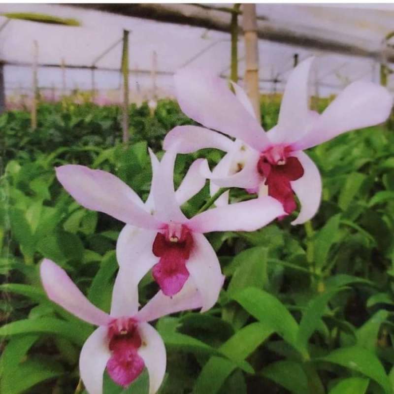 Jual Caesar Plant Original Murah - Harga Diskon Juli 2024 | Blibli.com