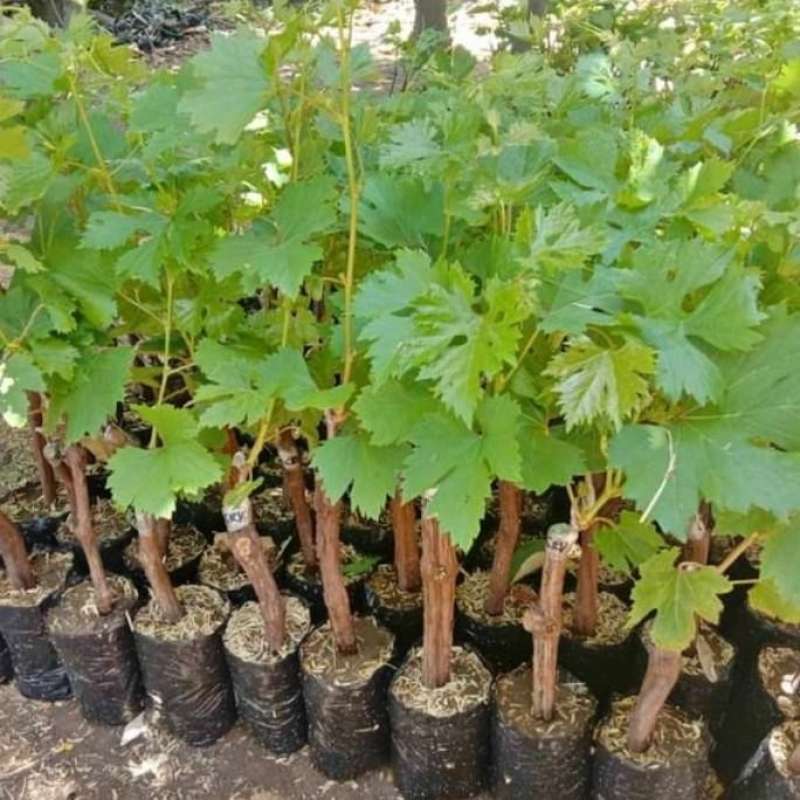 Promo Bibit Tanaman Anggur Import Taldun Grafting Aalahan Diskon 43 Di Seller Daunku Tanjung