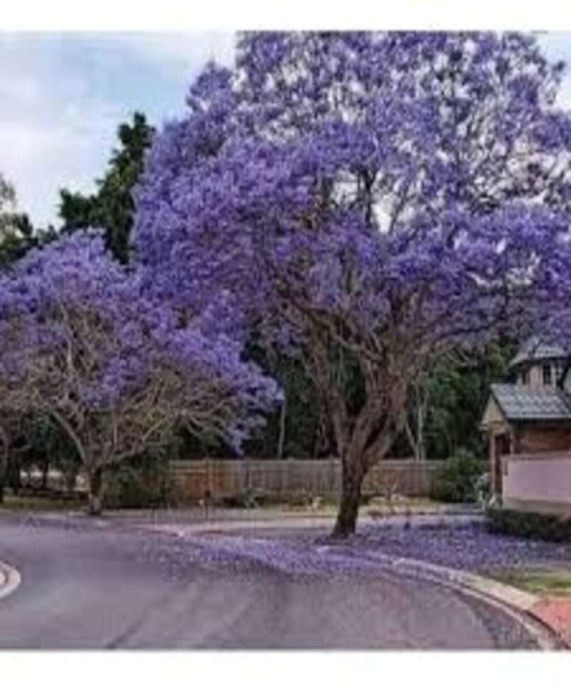 Promo Paket 4 Benih Tanaman Pohon Bunga Tabebuya Sakura Super Indah Siap Tanam Diskon 60% Di ...