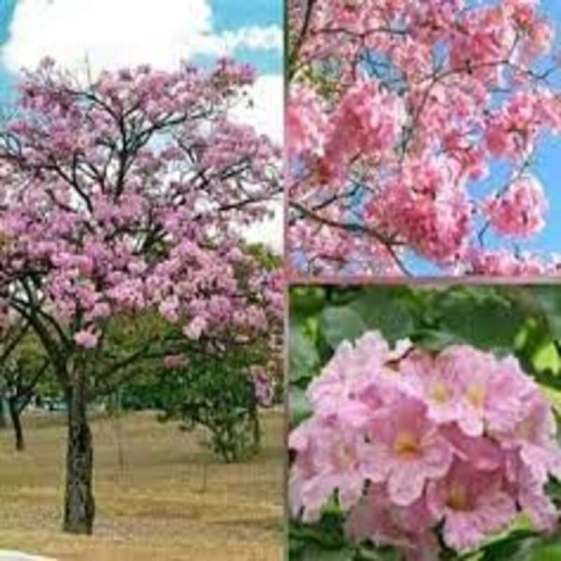 Promo Paket 4 Benih Tanaman Pohon Bunga Tabebuya Sakura Super Indah Siap Tanam Diskon 60% Di ...