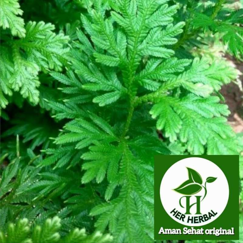 Jual daun cakar ayam segar fresh petik di Seller Herherbal165 ...