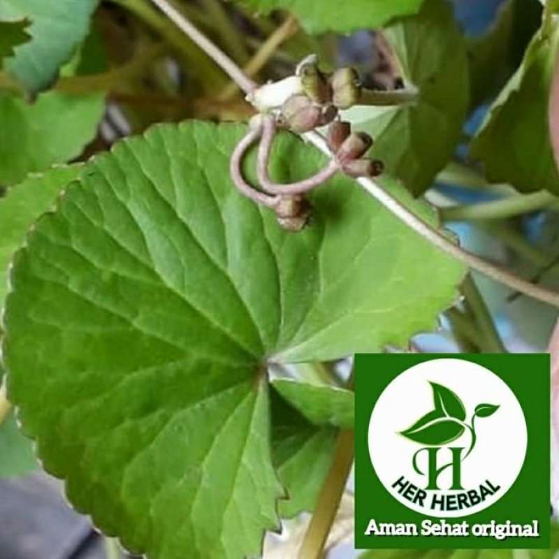 Jual Daun pegagan 500 gram atau Centella asiatica di Seller ...