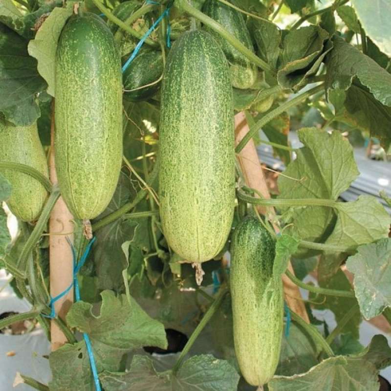 Jual 30 Benih timun Panda F1 bibit tanaman sayur Sayuran mentimun di ...