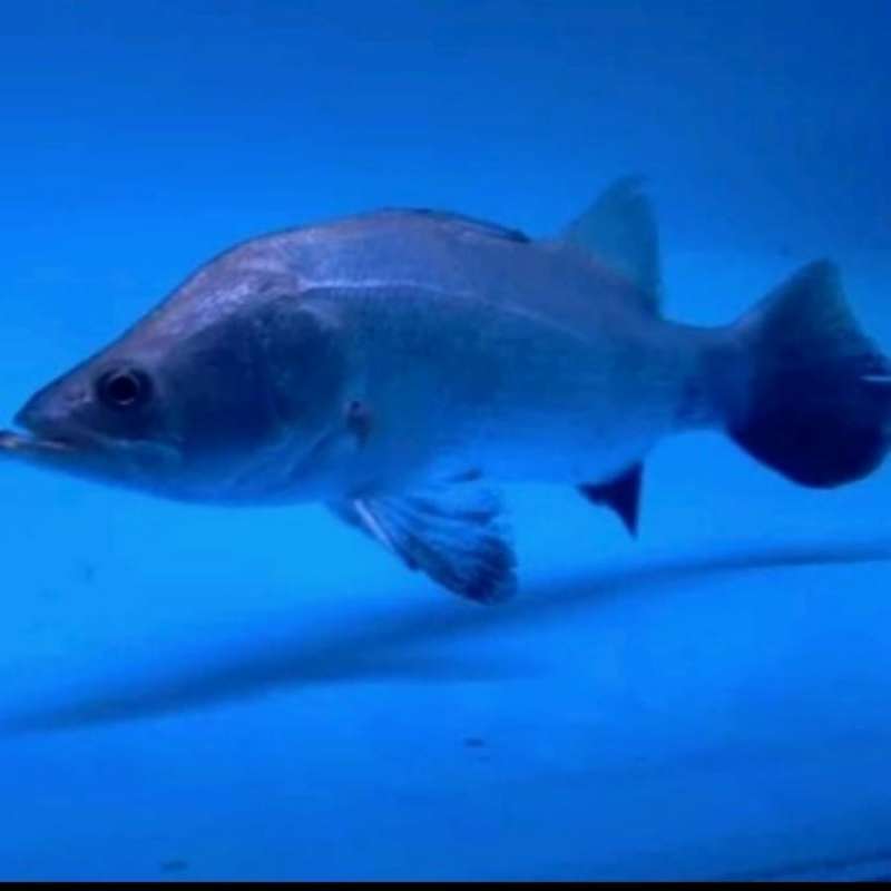 Jual Ikan Hias Baby Ikan Barramundi Air Tawar Freshwater Size Kecil di ...