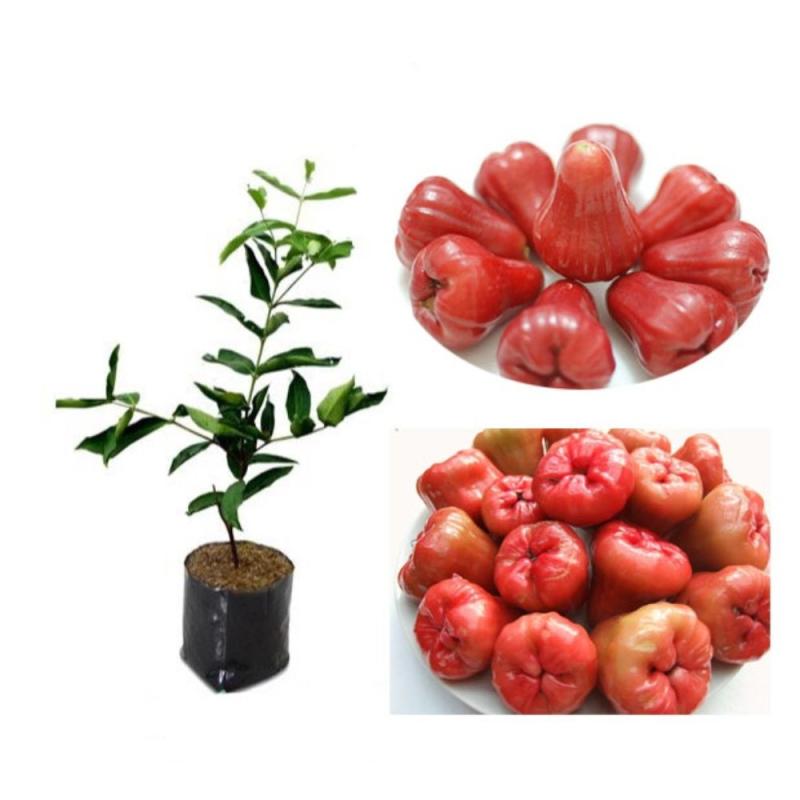 Pohon Jambu Air