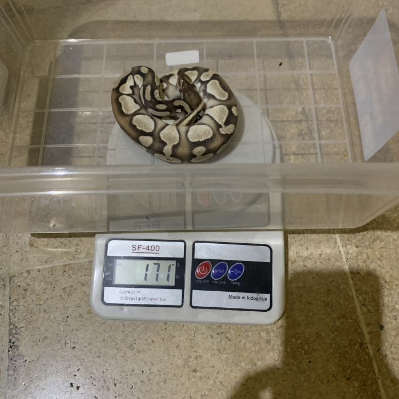 Promo Ball python mojave enchi od poss yb Diskon 23% di Seller Enigma ...