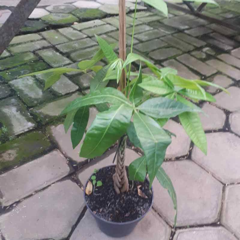 Jual Petani Desa Pohon Pacira Atau Money Tree Tanaman Hias Di Seller ...