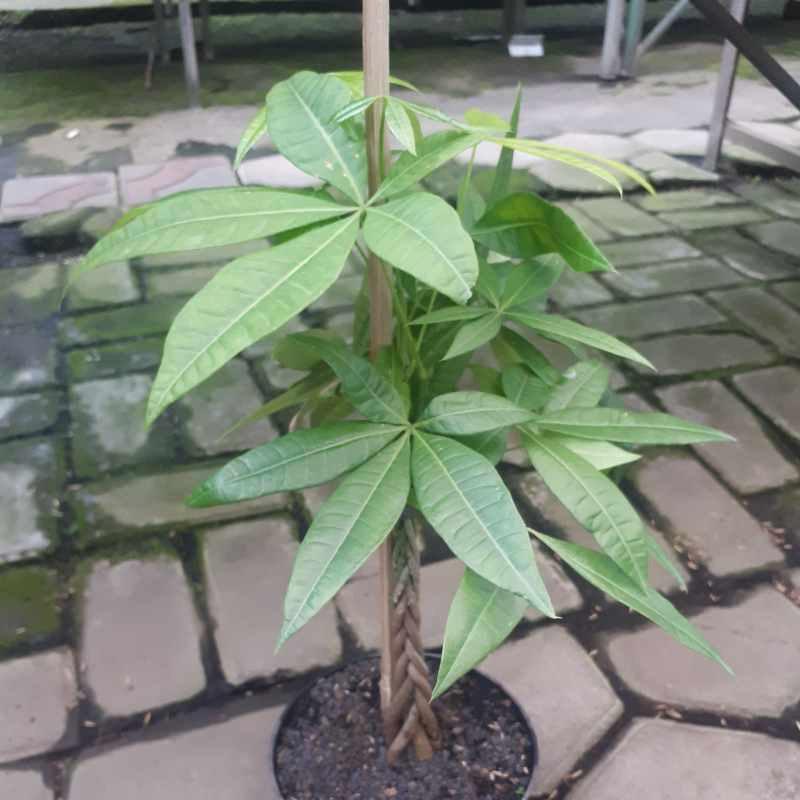 Jual Petani Desa Pohon Pacira Atau Money Tree Tanaman Hias Di Seller ...
