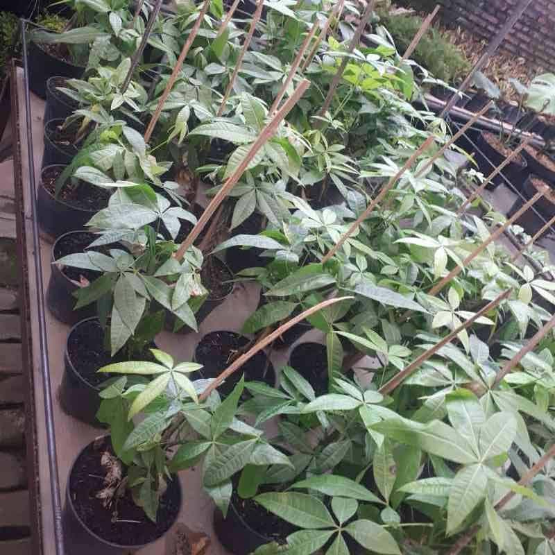 Jual Petani Desa Pohon Pacira Atau Money Tree Tanaman Hias Di Seller ...