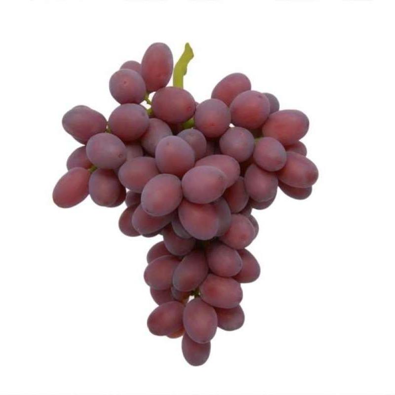Jual Buah Anggur Scarlet Royal (Tanpa Biji) Halal di Seller CMF Shop ...