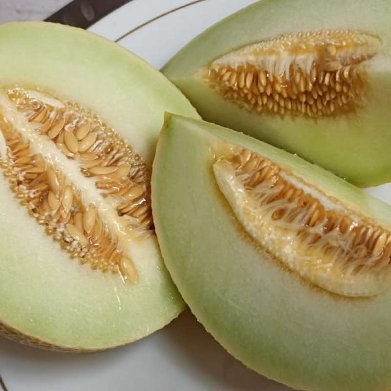 Jual Bibit Benih Buah Melon Greeniegal Di Seller Cmf Shop - Randusari ...