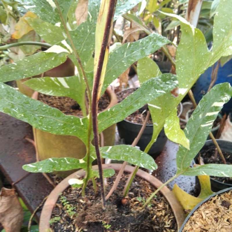 Promo Pakis Variegata Diskon 30% di Seller home applypart - Cengkareng ...