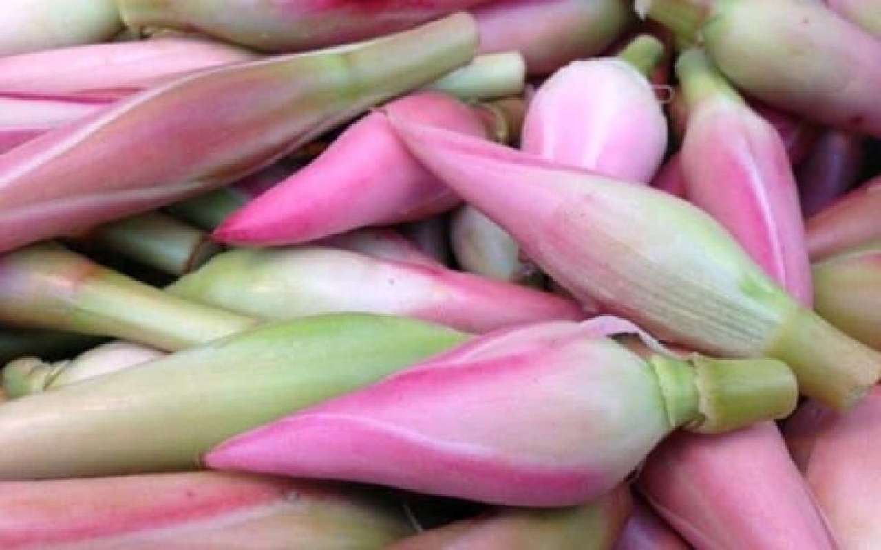 Jual Bunga Honje Sayur Kembang Kecombrang Rombeh per pcs di Seller ...