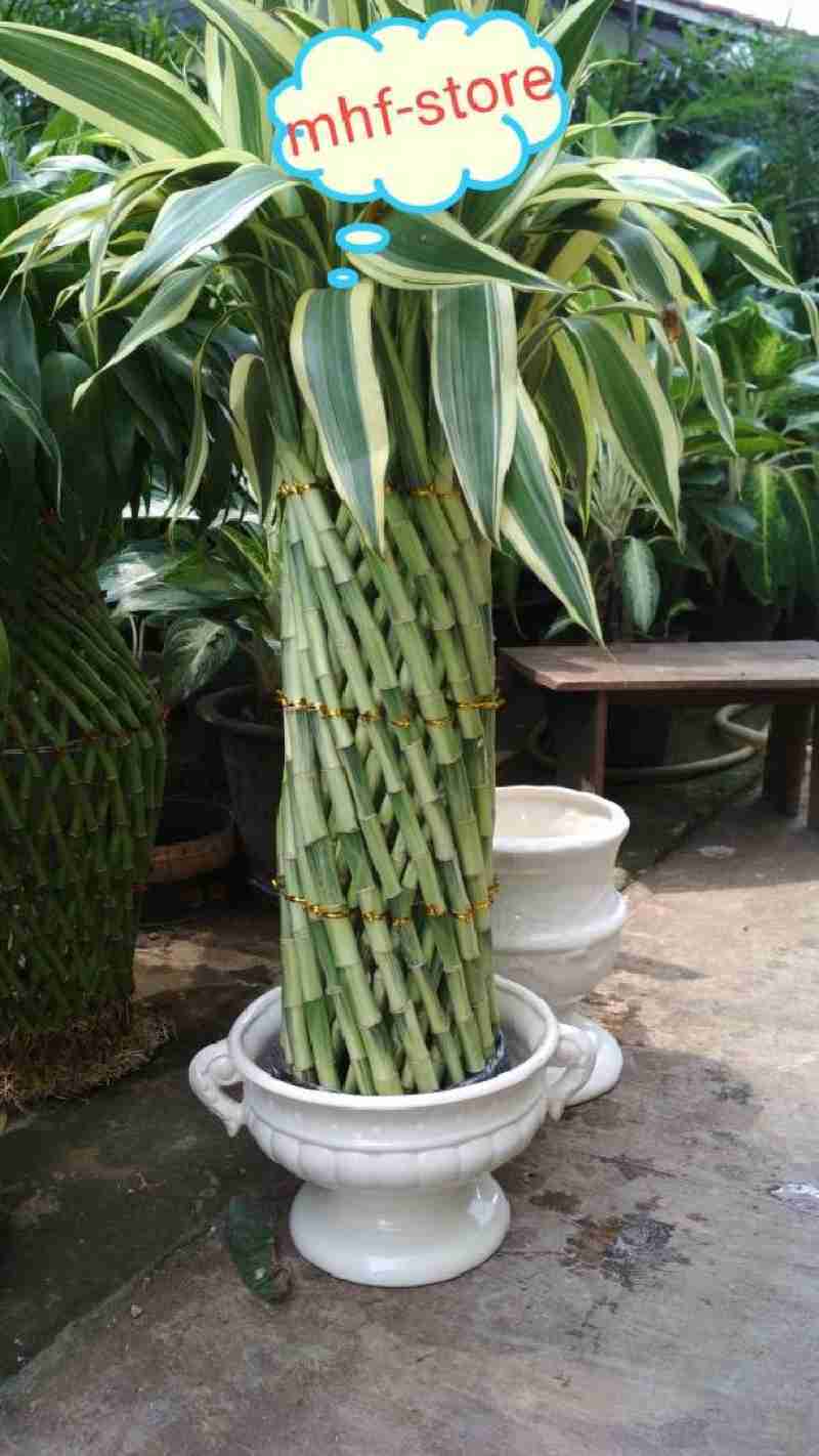 Jual Bambu Hoki Silinder VARIGATA + Vas Bunga Keramik di Seller Mhf ...