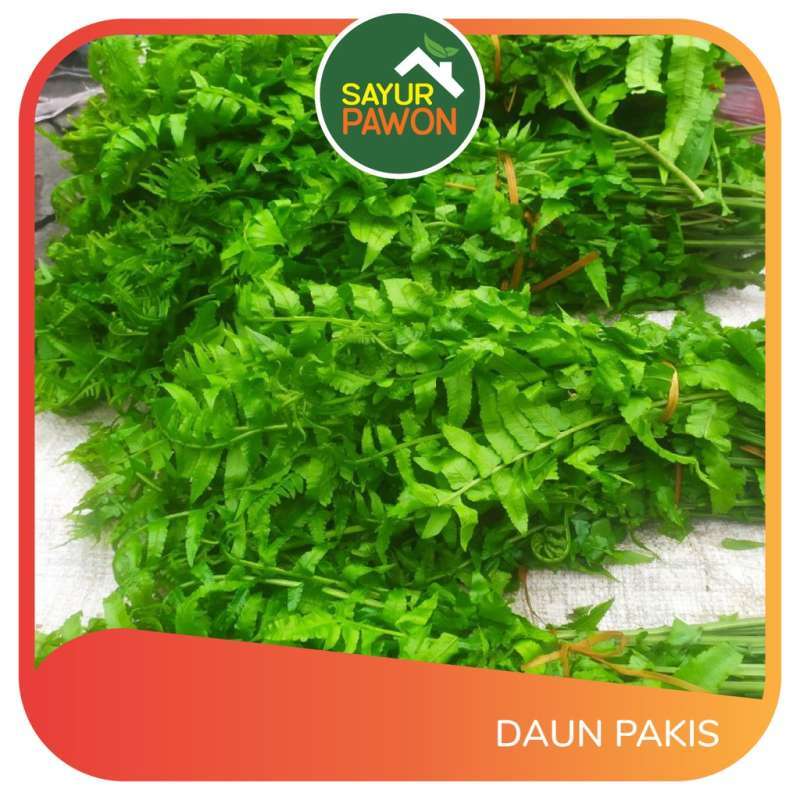Jual Sayur Pakis Murah - Harga Grosir Mei 2024 | Blibli