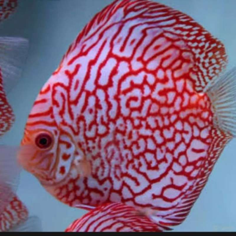 Red Pigeon Discus