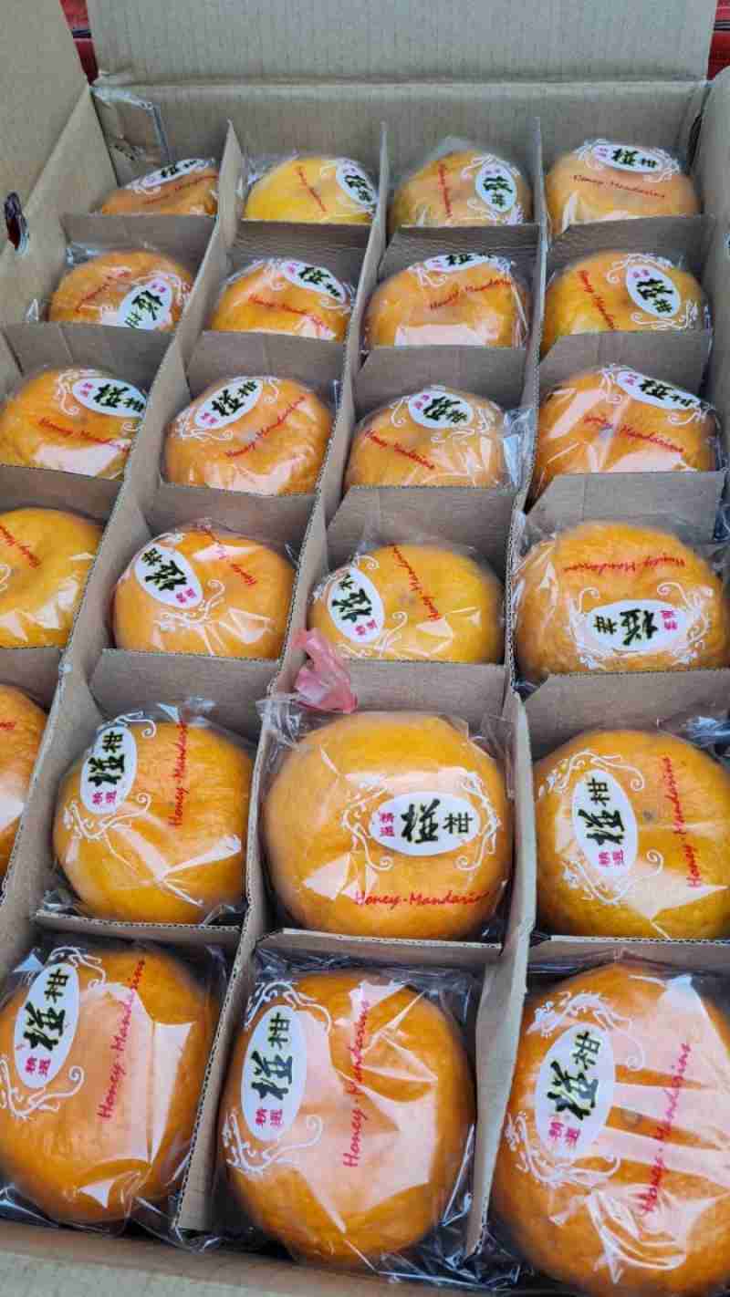 Jual Jeruk Ponkam Manis 1 Kg Termurah - Harga Grosir Terupdate Hari Ini ...