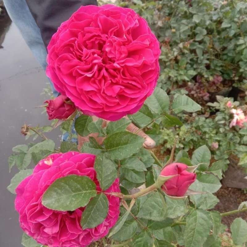 Bunga Mawar Kak Ros