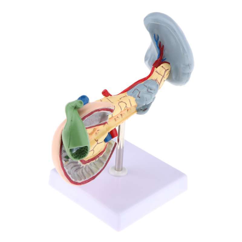 Jual Anatomical Human Pancreas Gallbladder Spleen Duodenum Pathological ...