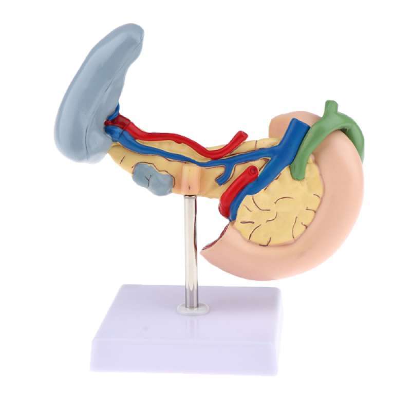 Jual Anatomical Human Pancreas Gallbladder Spleen Duodenum Pathological ...