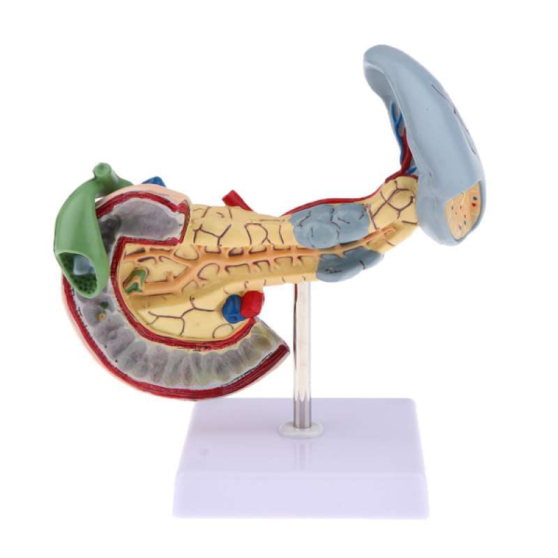 Jual Anatomical Human Pancreas Gallbladder Spleen Duodenum Pathological ...