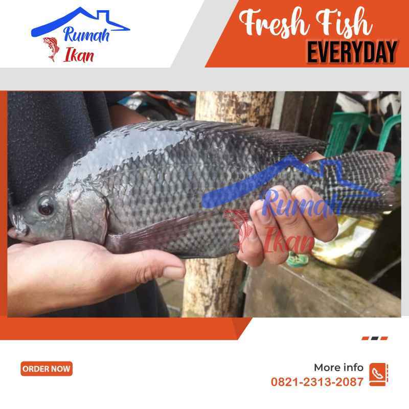 Jual Ikan Mujair Hidup Segar Fresh 1kg di Seller Rumah Ikan Segar ...