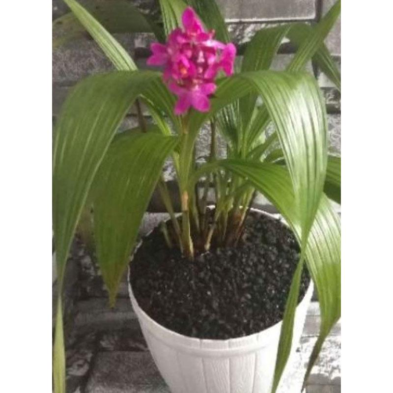 Promo tanaman hias anggrek tanah ungu Diskon 25% di Seller Natalia25 ...