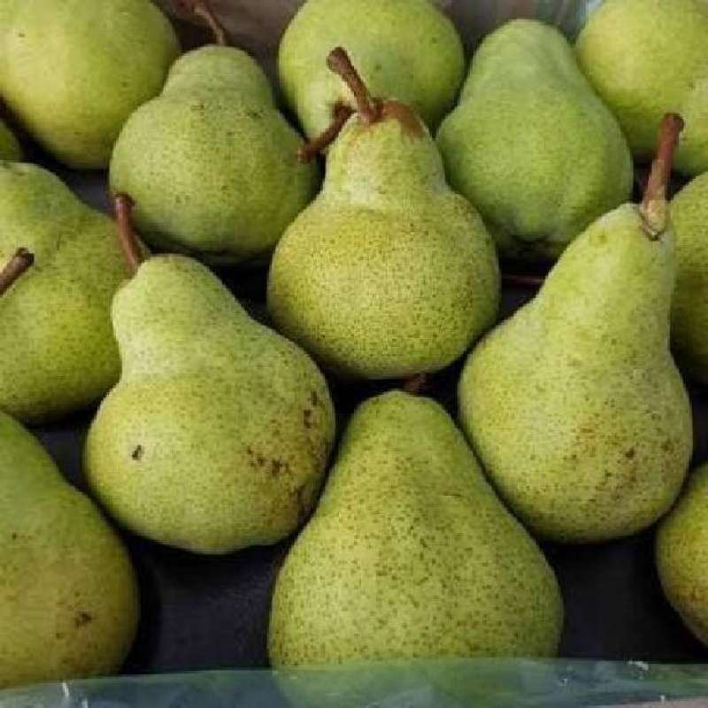 Jual Pear Hijau / Packam Buah Segar Bandung Halal Di Seller X-tralen ...