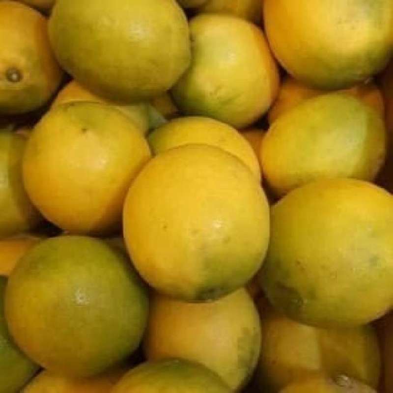 Jual Lemon Lokal Buah Segar Bandung di Seller X-Tralen Shop - Pungkur ...