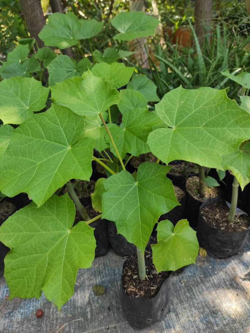 Jual Tanaman Jarak Bibit Tanaman Jarak Daun Jarak Pohon Jarak - Seluruh ...