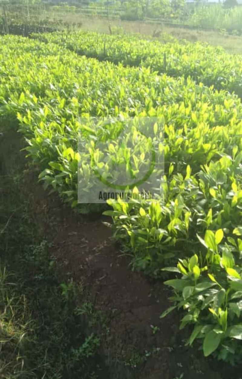 Jual Bibit Tanaman Kayu Akasia Mangium - Tanaman Pionir,peneduh&penahan ...