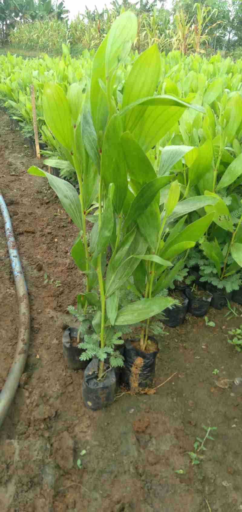 Jual Bibit Tanaman Kayu Akasia Mangium - Tanaman Pionir,peneduh&penahan ...