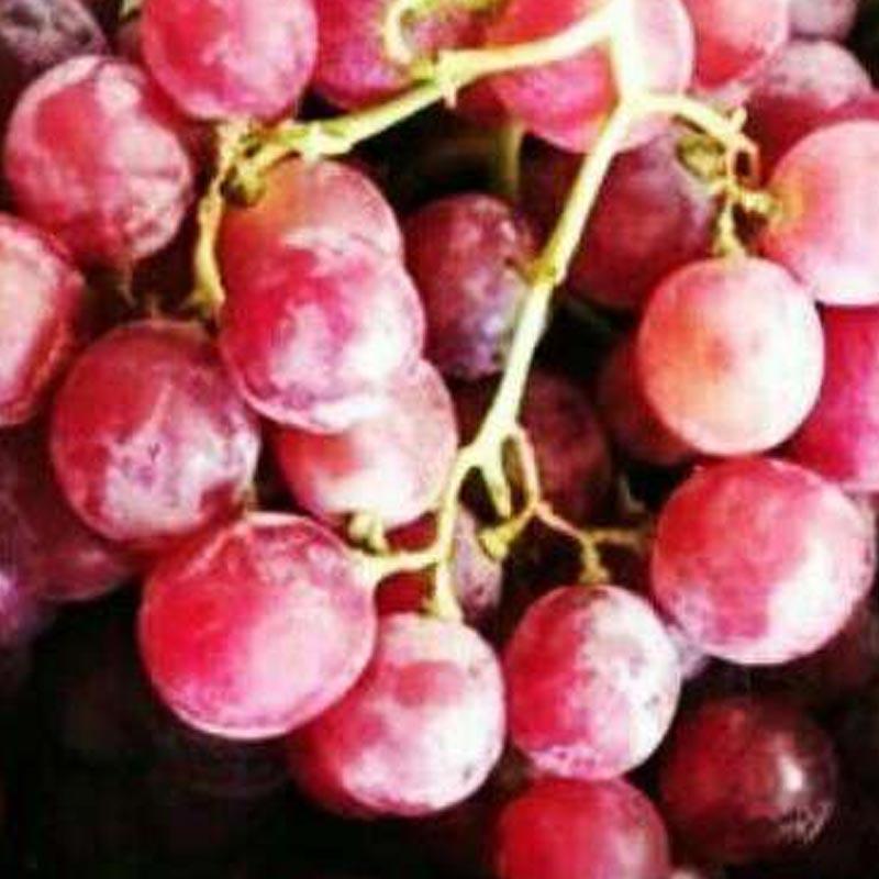 Promo IBAZA fruitsBOX Anggur Merah [1 Kg] Diskon 20% di Seller IBAZA ...