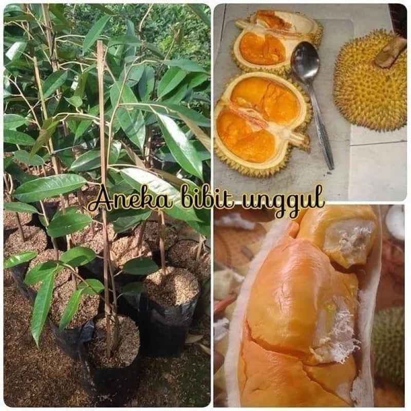 Jual BIBIT DURIAN KUNING MAS DURIAN EMAS DURIAN SIMAS Aneka bibit ...